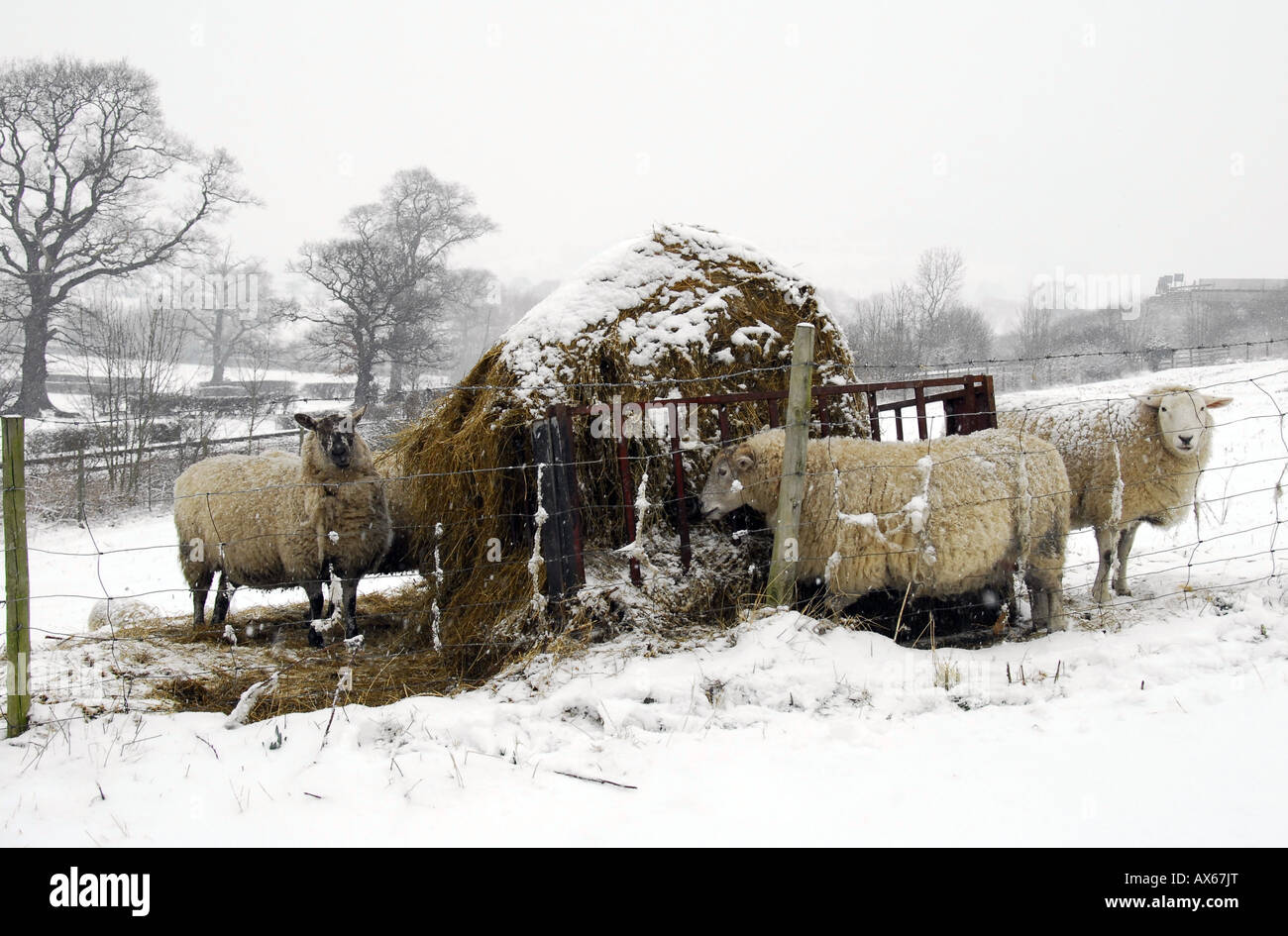 Sheep ( Ewes) feeding on silage bale in the snow Stock Photo - Alamy
