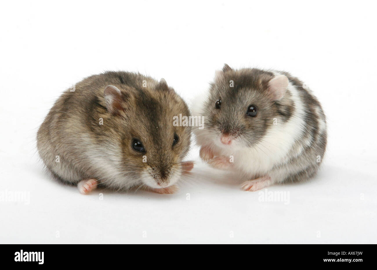Russian Dwarf Hamster Stock Photo - Alamy