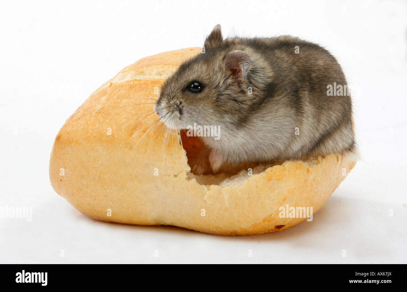Russian Dwarf Hamster Stock Photo - Alamy