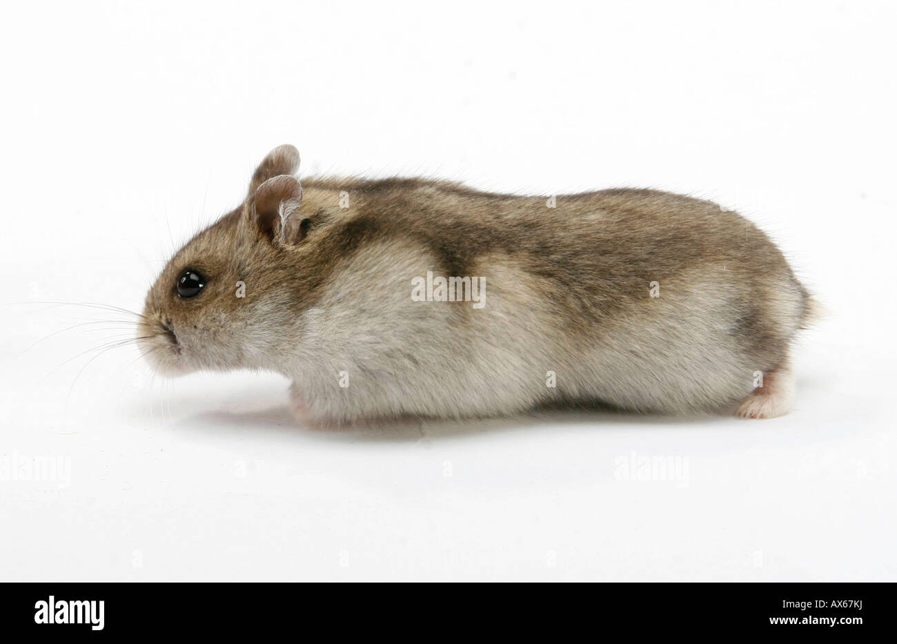 Russian Dwarf Hamster Stock Photo - Alamy