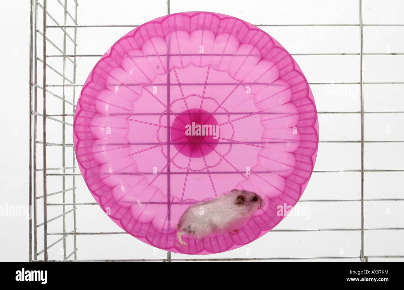 Russian Dwarf Hamster Stock Photo - Alamy