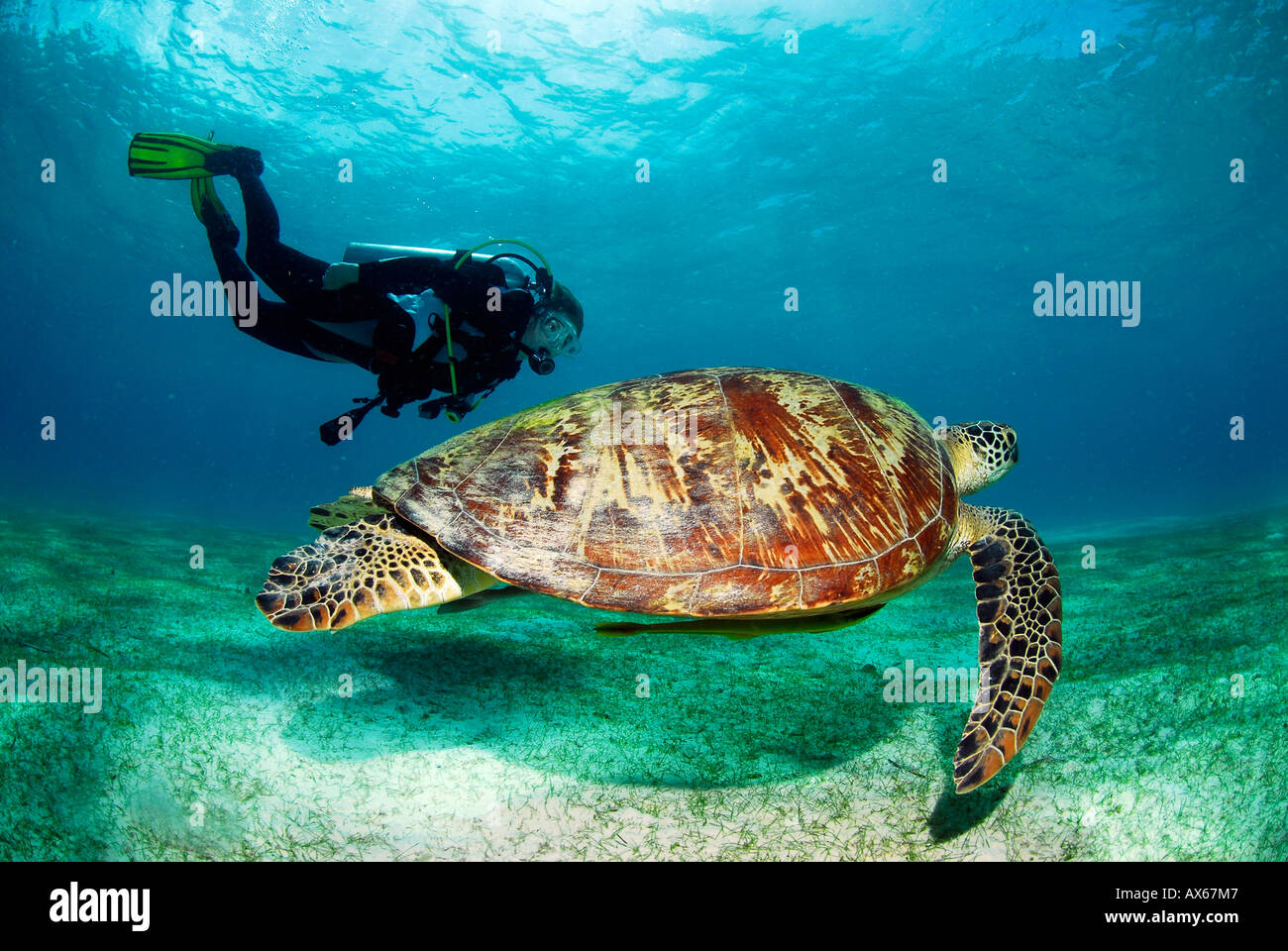 Philippines, scuba diver with green turle, underwater view Stock Photo ...