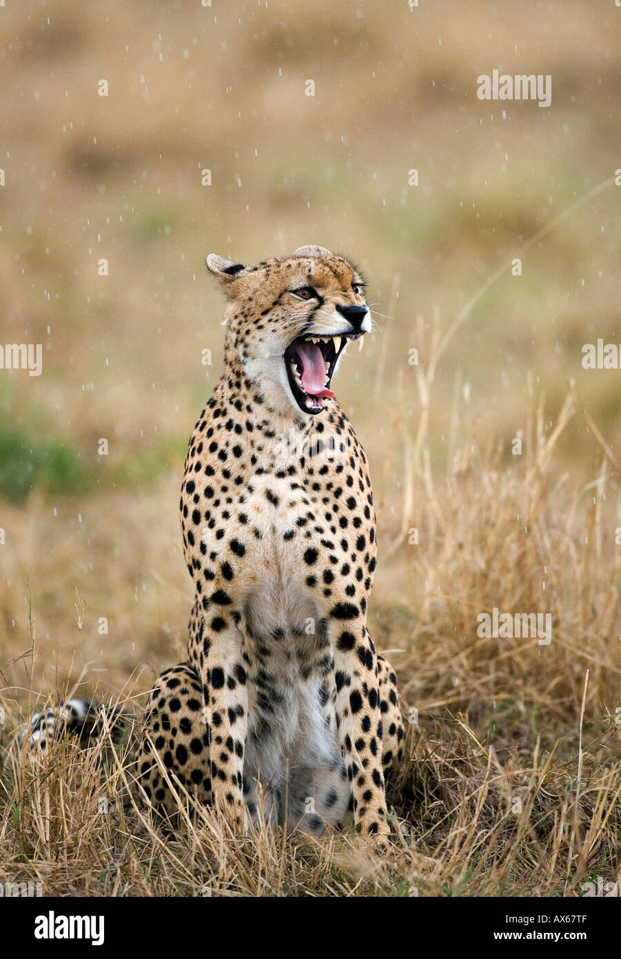 Single adult cheetah sitting hi-res stock photography and images - Alamy