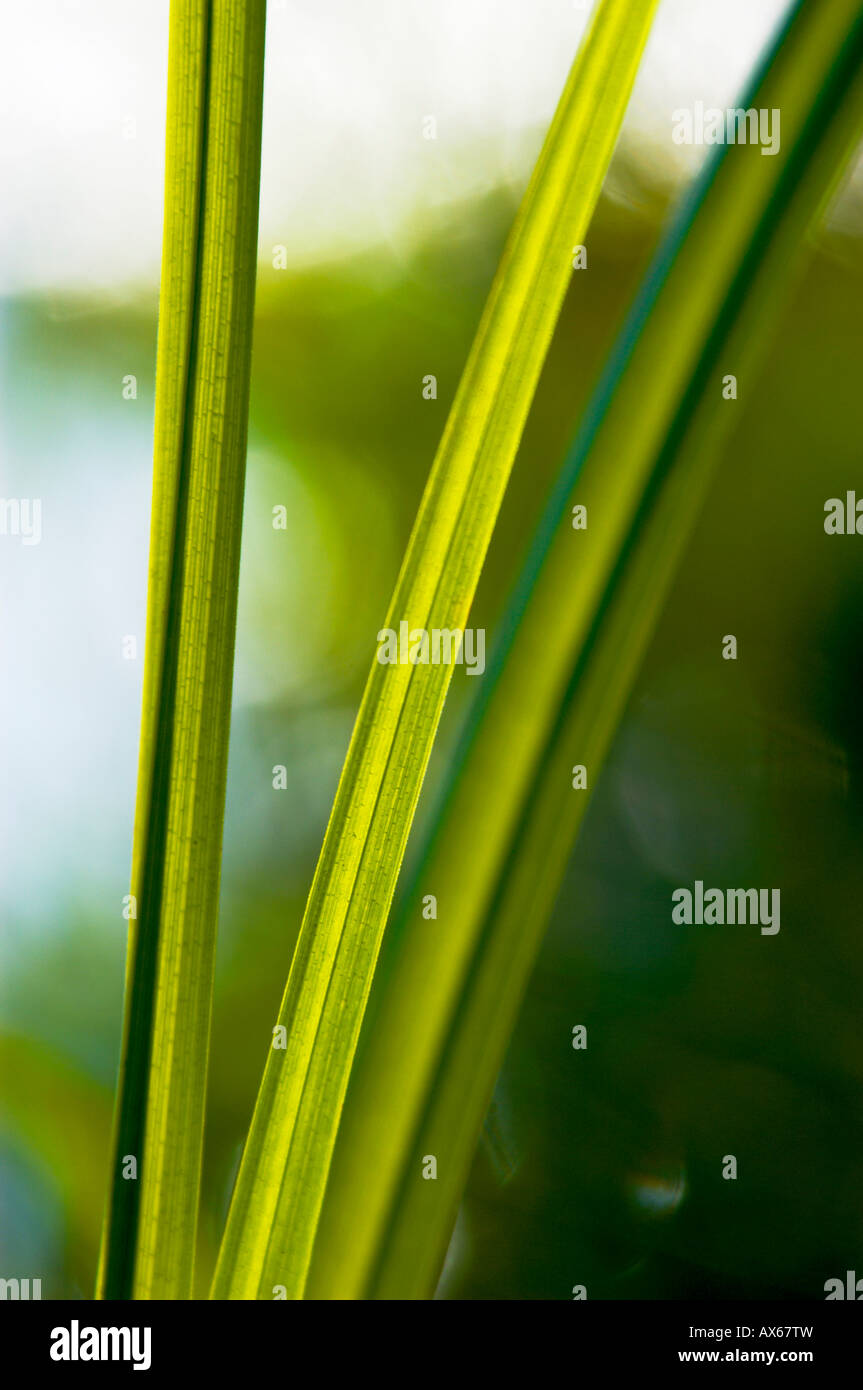 Blades of grass Stock Photo - Alamy