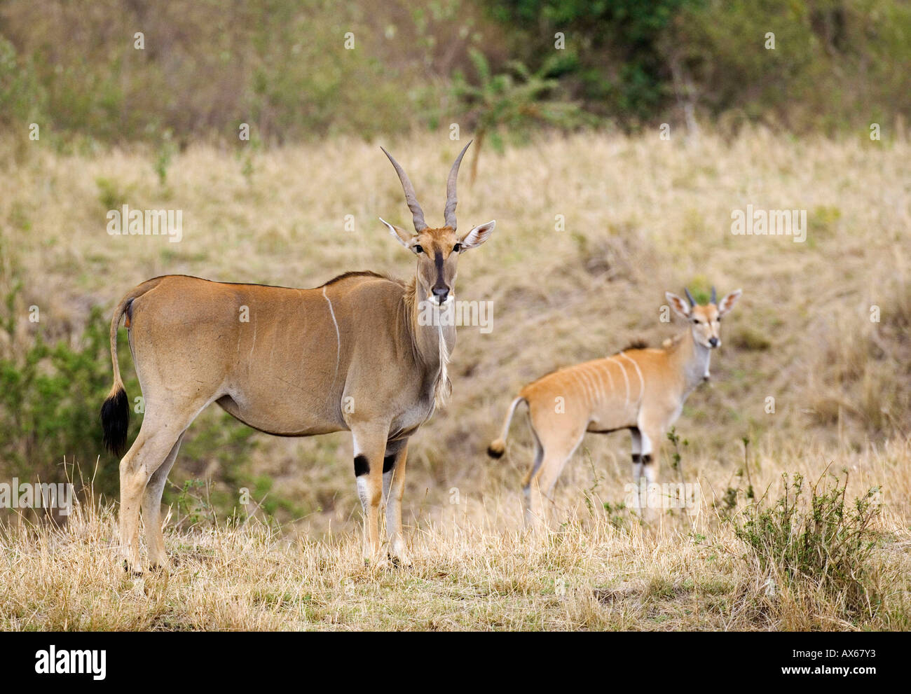 Common Eland Stock Photo - Alamy