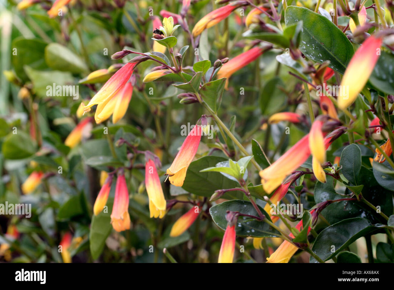 Jacobinia Jacobinia Pauciflora High Resolution Stock Photography and ...