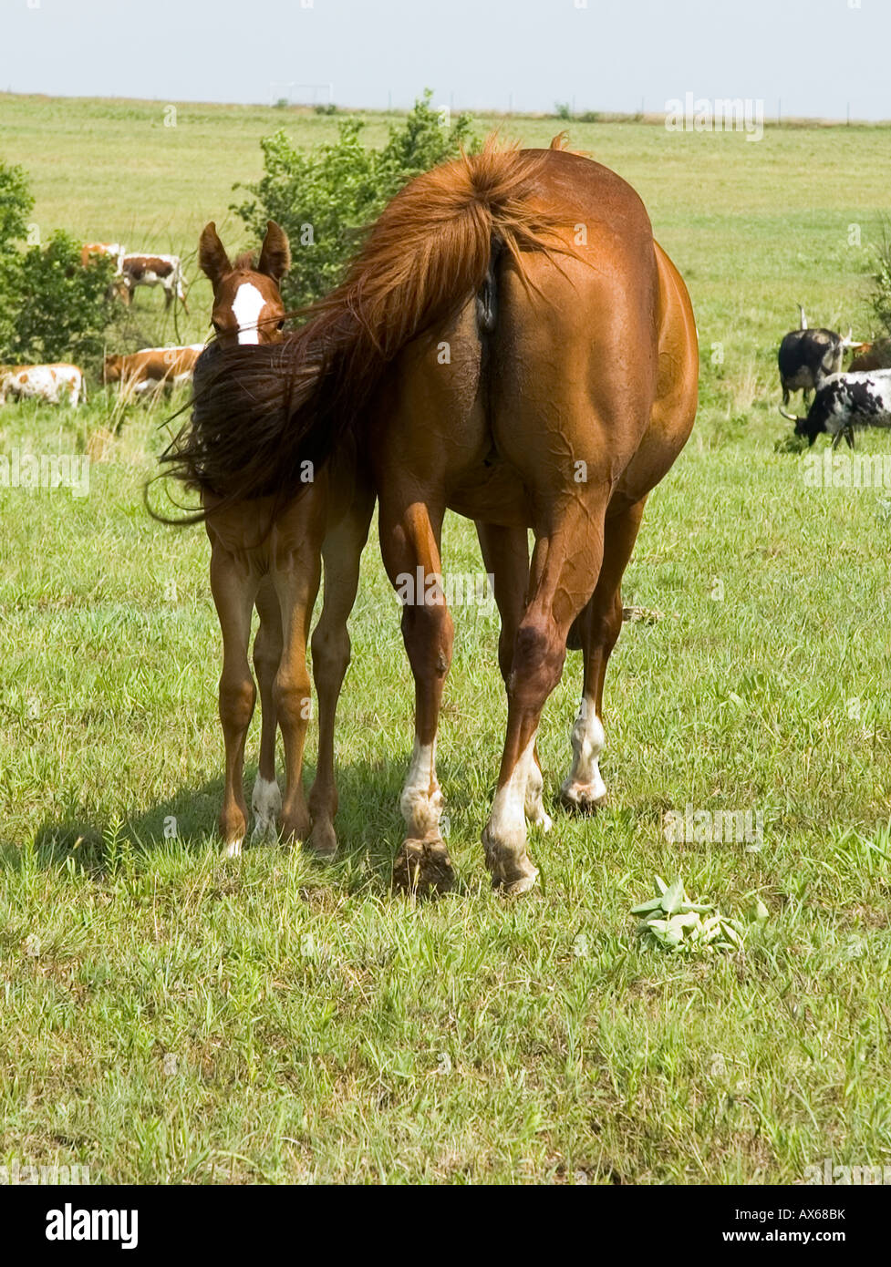 An American quarter horse mare and foal.Oklahoma, USA Stock Photo - Alamy