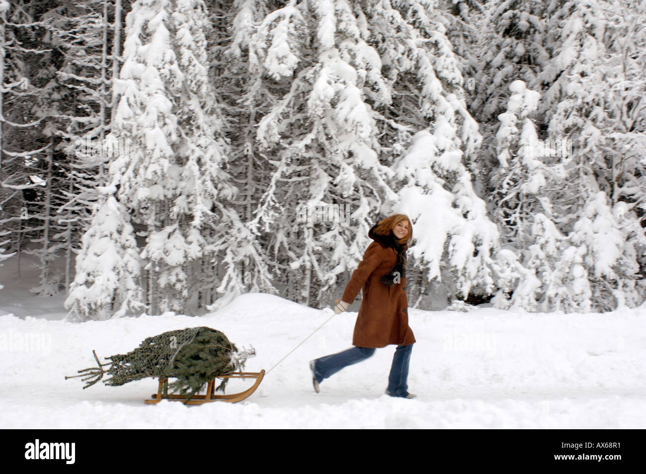 Young woman pulling sledge with Christmas tree, smiling, side view ...
