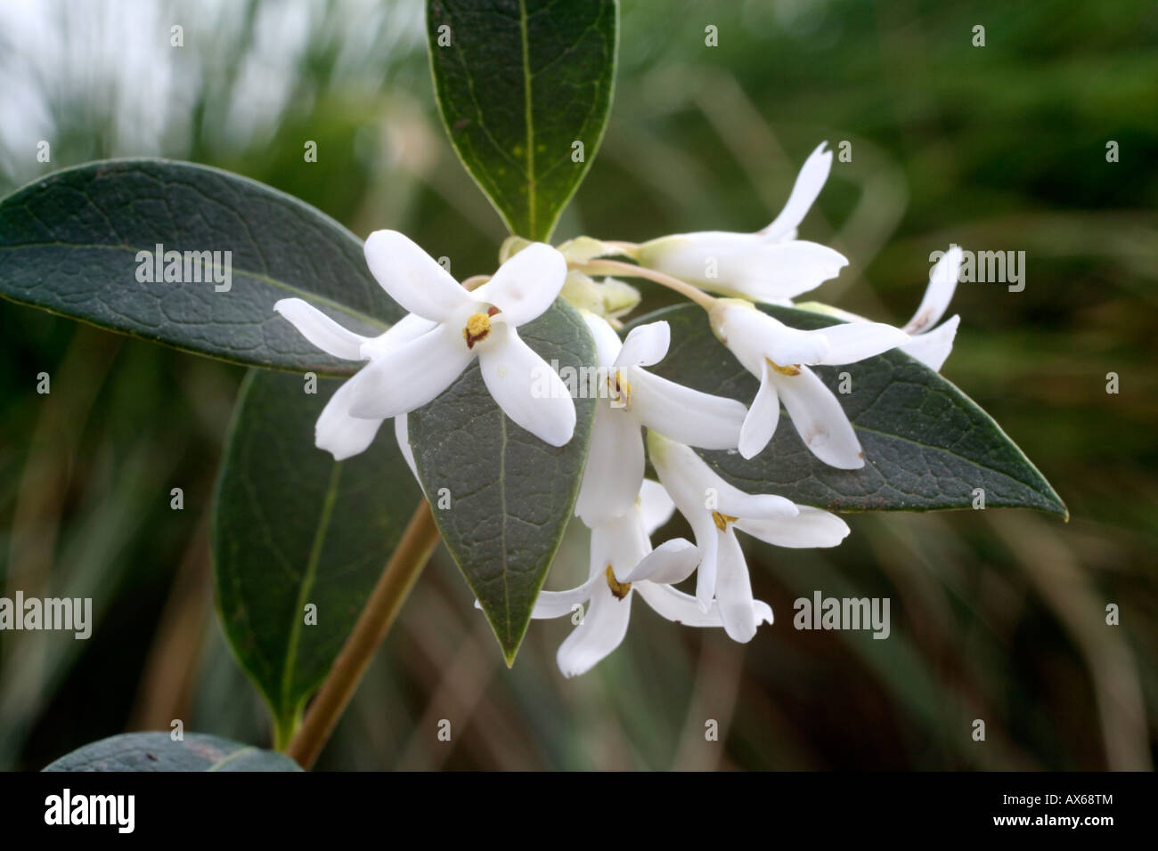 OSMANTHUS DELAVEYI AGM Stock Photo - Alamy