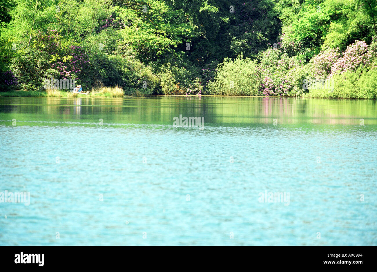 The Blue Pools in Dorset Britain UK Stock Photo - Alamy
