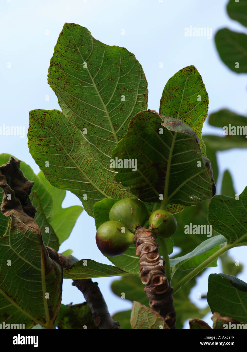 Fig fruit tree hi-res stock photography and images - Alamy