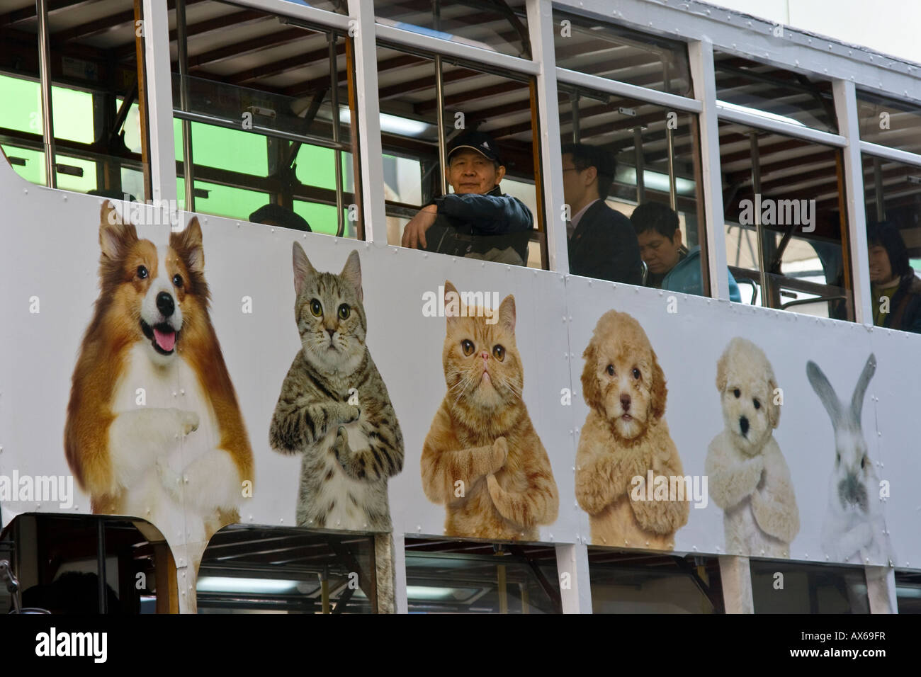 Pet Dog and Cat Advertisement on the side of a Tram in Central Hong ...