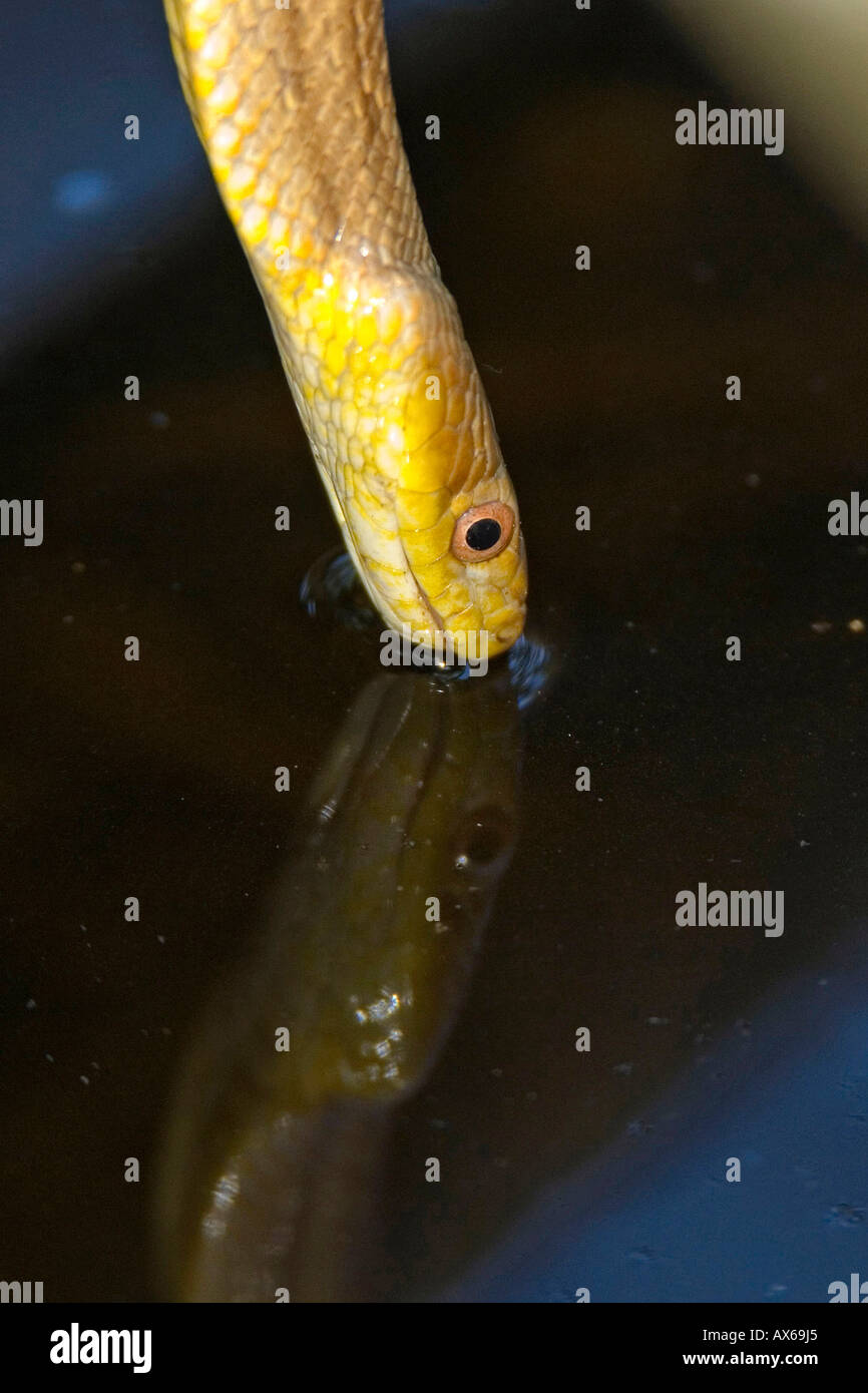 Yellow Rat Snake Stock Photo - Alamy