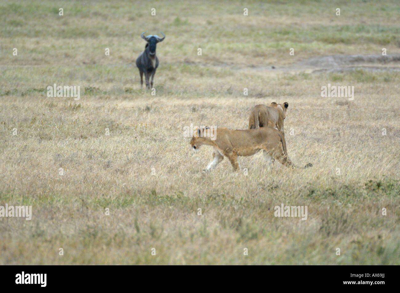 Lion Chasing Prey High Resolution Stock Photography and Images - Alamy