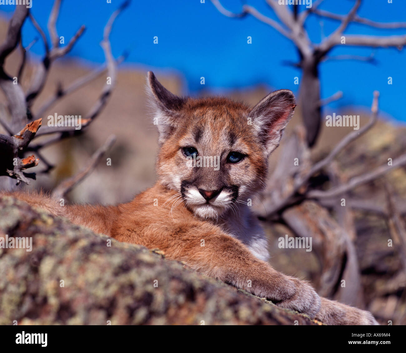 Puma cub eye contact hi-res stock photography and images - Alamy