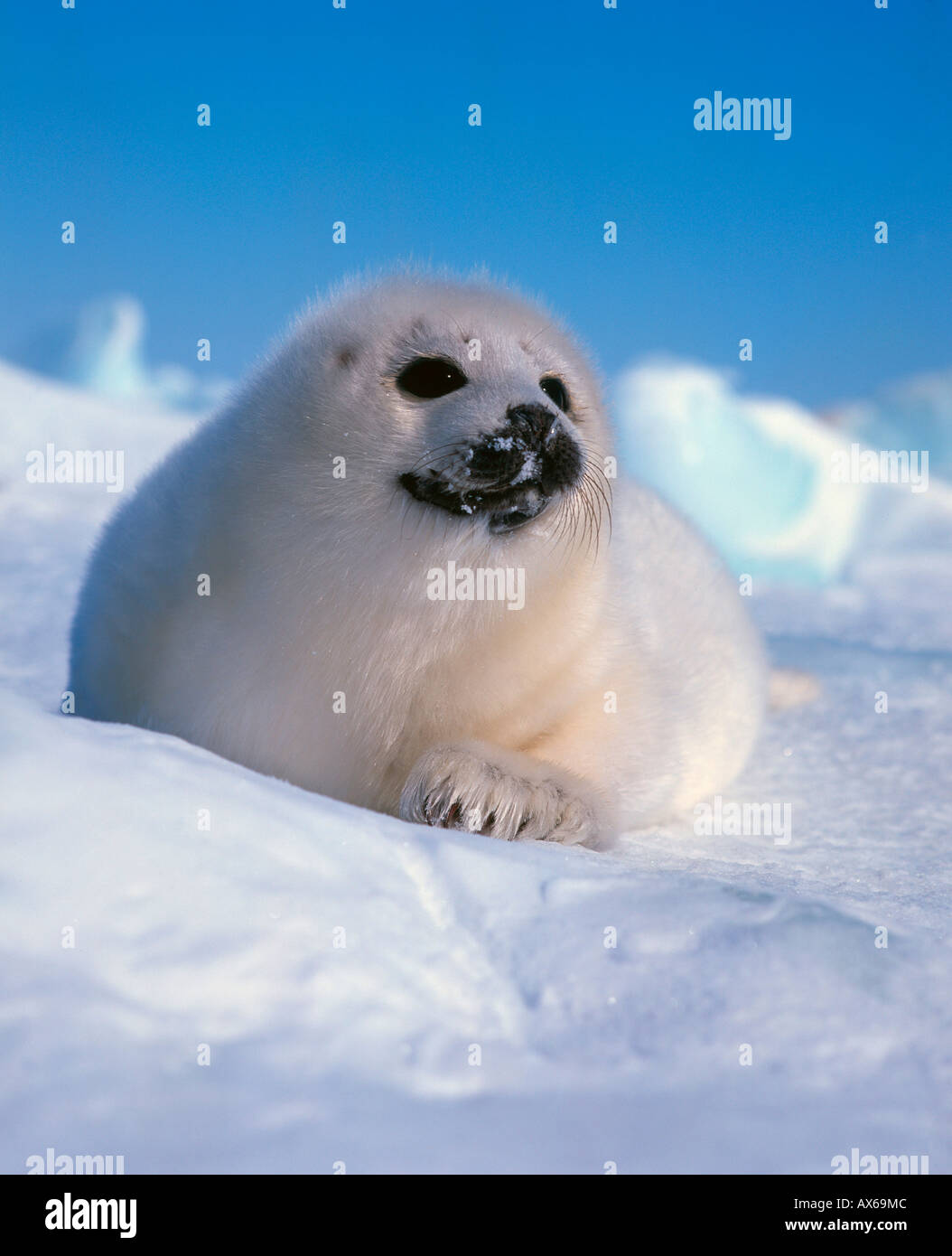 Harp Seal Stock Photo - Alamy