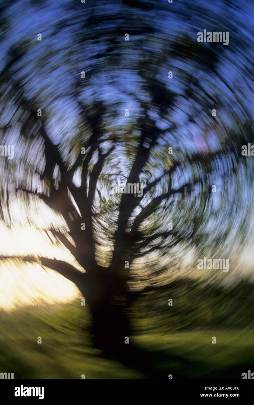 Swirling Oak Tree in Mount Diablo State Park California USA Stock Photo ...