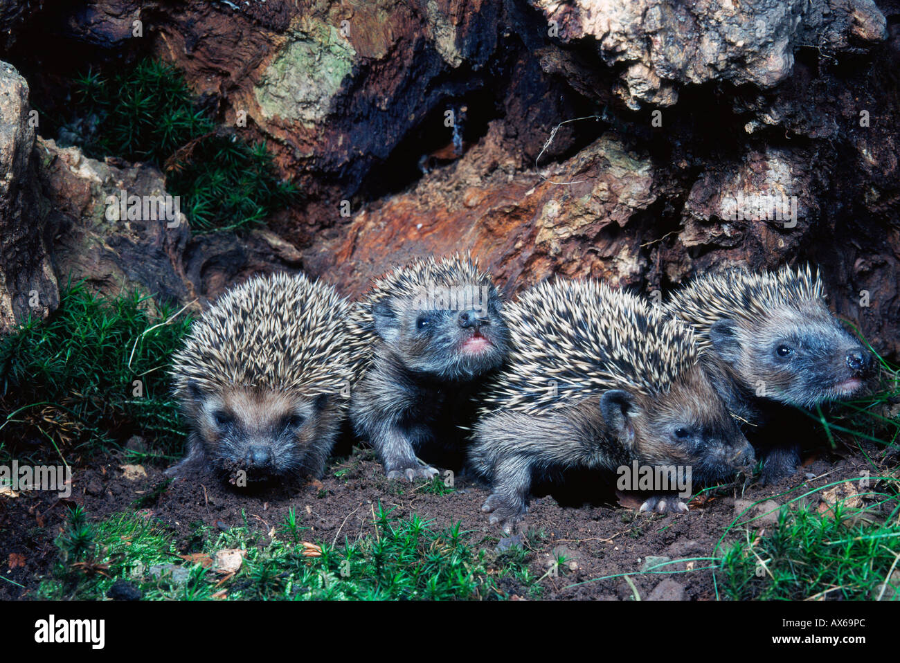 Juvenile hedgehogs hi-res stock photography and images - Alamy