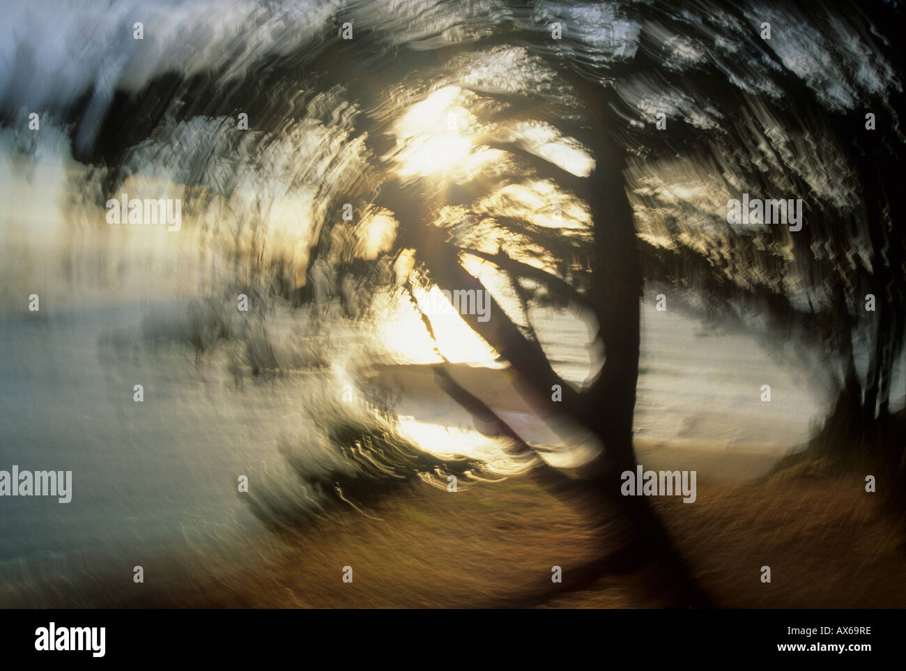 Swirling Trees in Greyhound Rock Beach California USA Stock Photo - Alamy