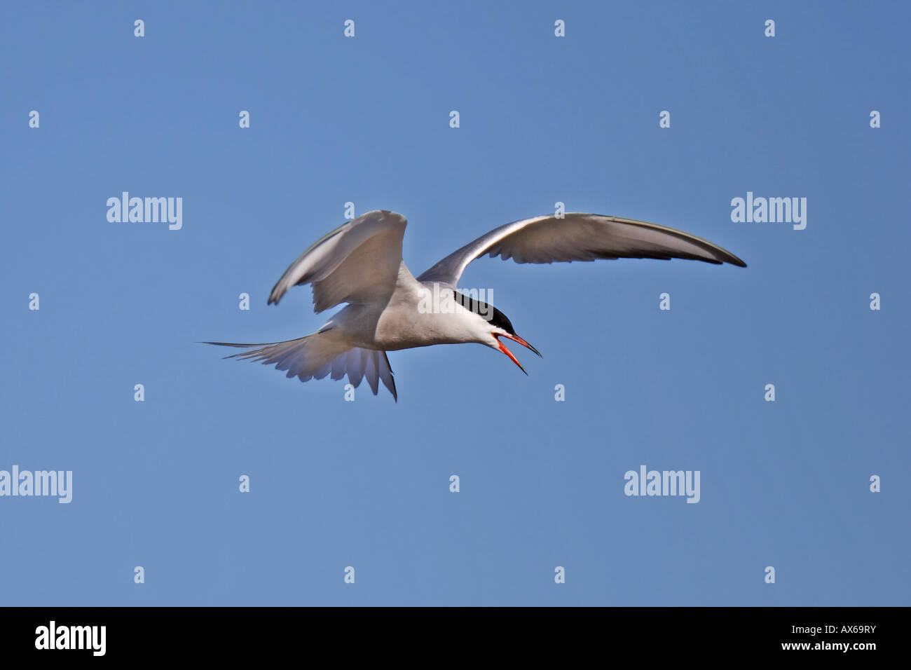 Flußseeschwalbe (sterna hirundo) common tern Stock Photo - Alamy