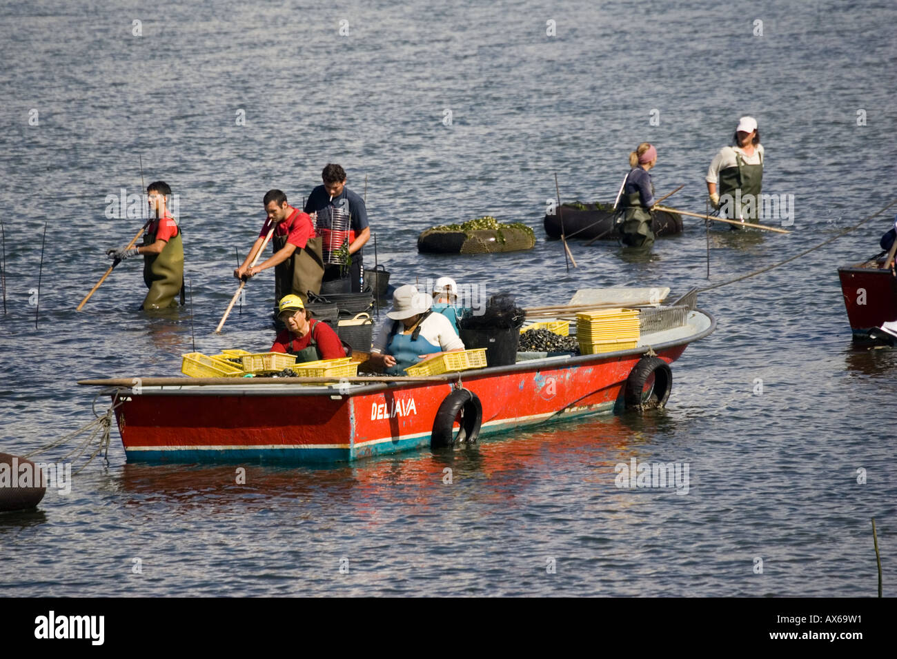 Raking shellfish from shallow water near Villagarcia Galicia Spain ...