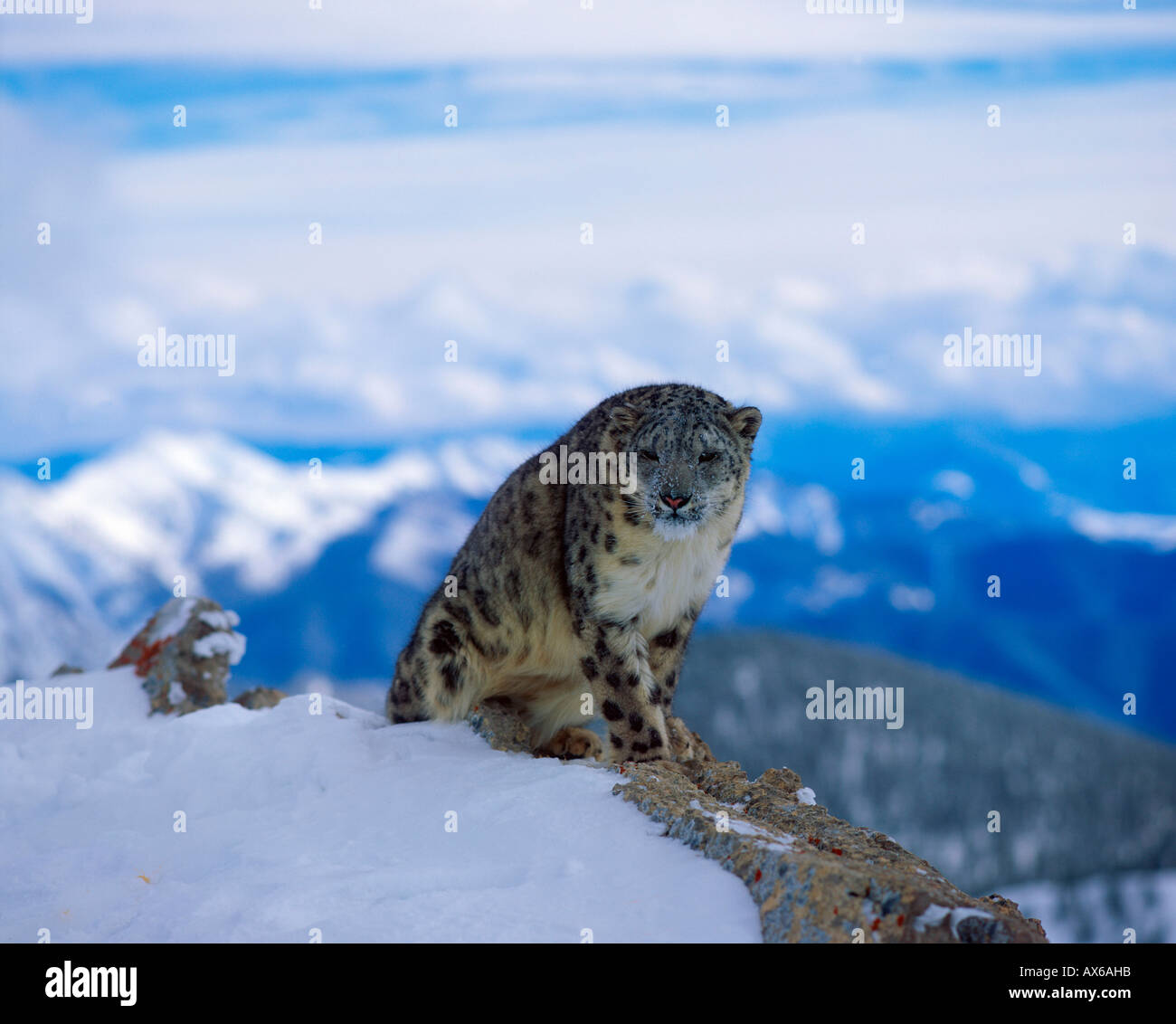 Snow Leopard / Irbis Stock Photo - Alamy