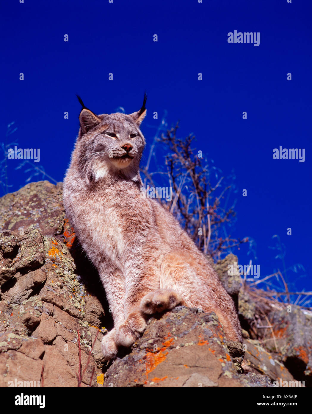 Felis lynx canadensis hi-res stock photography and images - Alamy