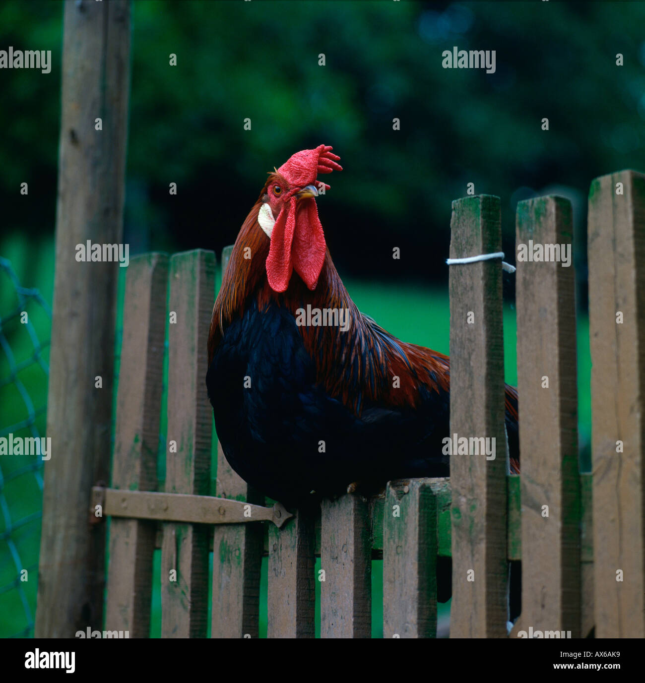 Domestic Fowl / Chicken Stock Photo - Alamy