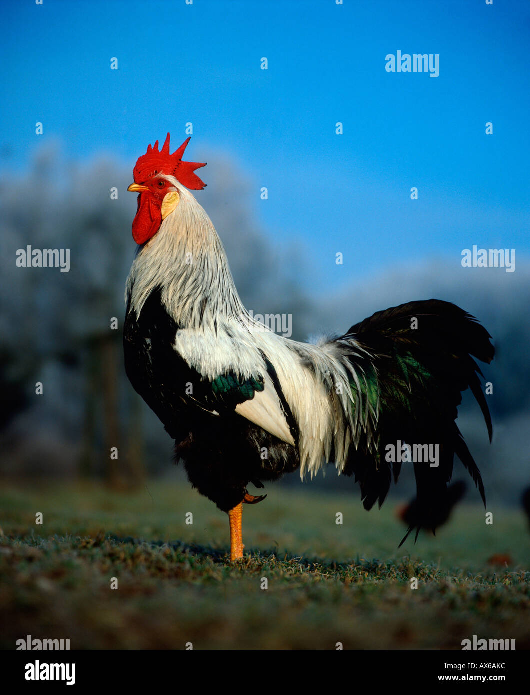 Domestic Fowl / Chicken Stock Photo - Alamy