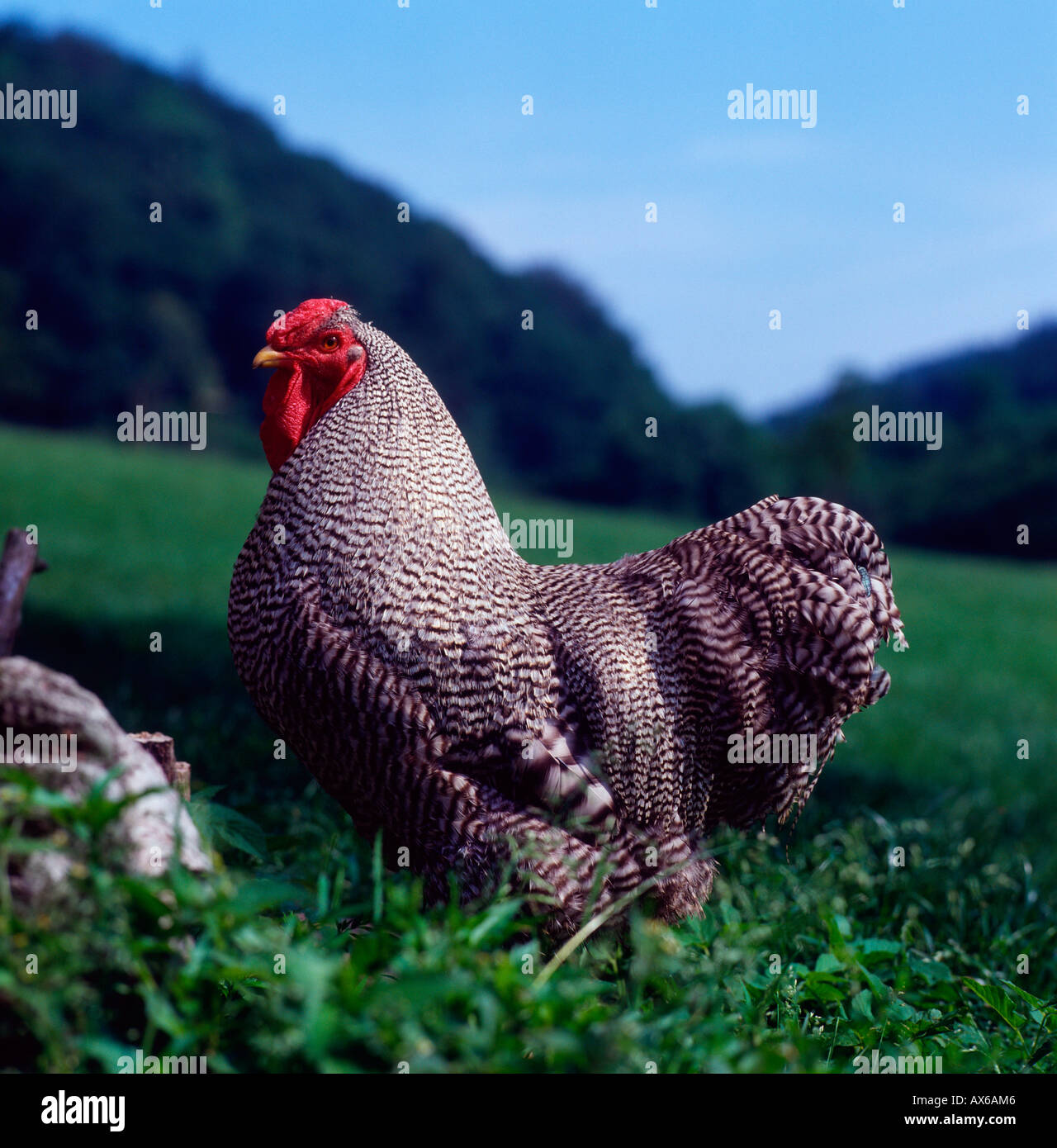 Domestic Fowl / Chicken Stock Photo - Alamy