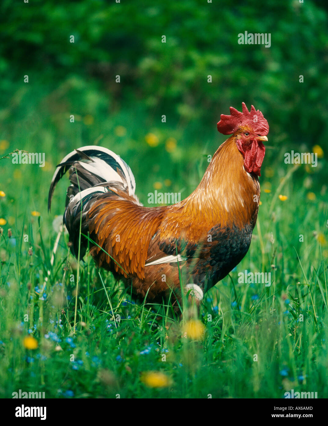 Domestic Fowl / Chicken Stock Photo - Alamy