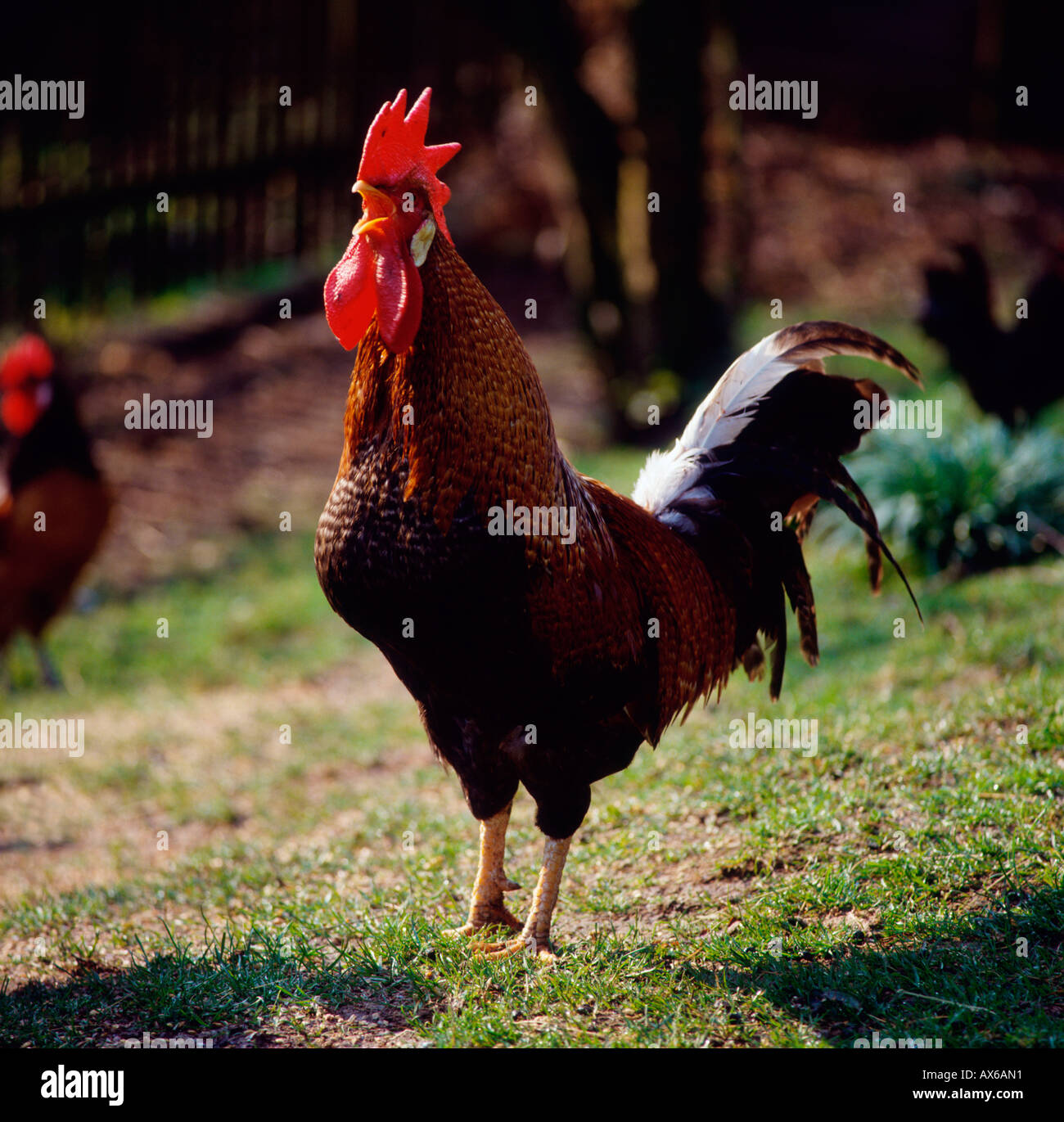 Domestic Fowl / Chicken Stock Photo - Alamy