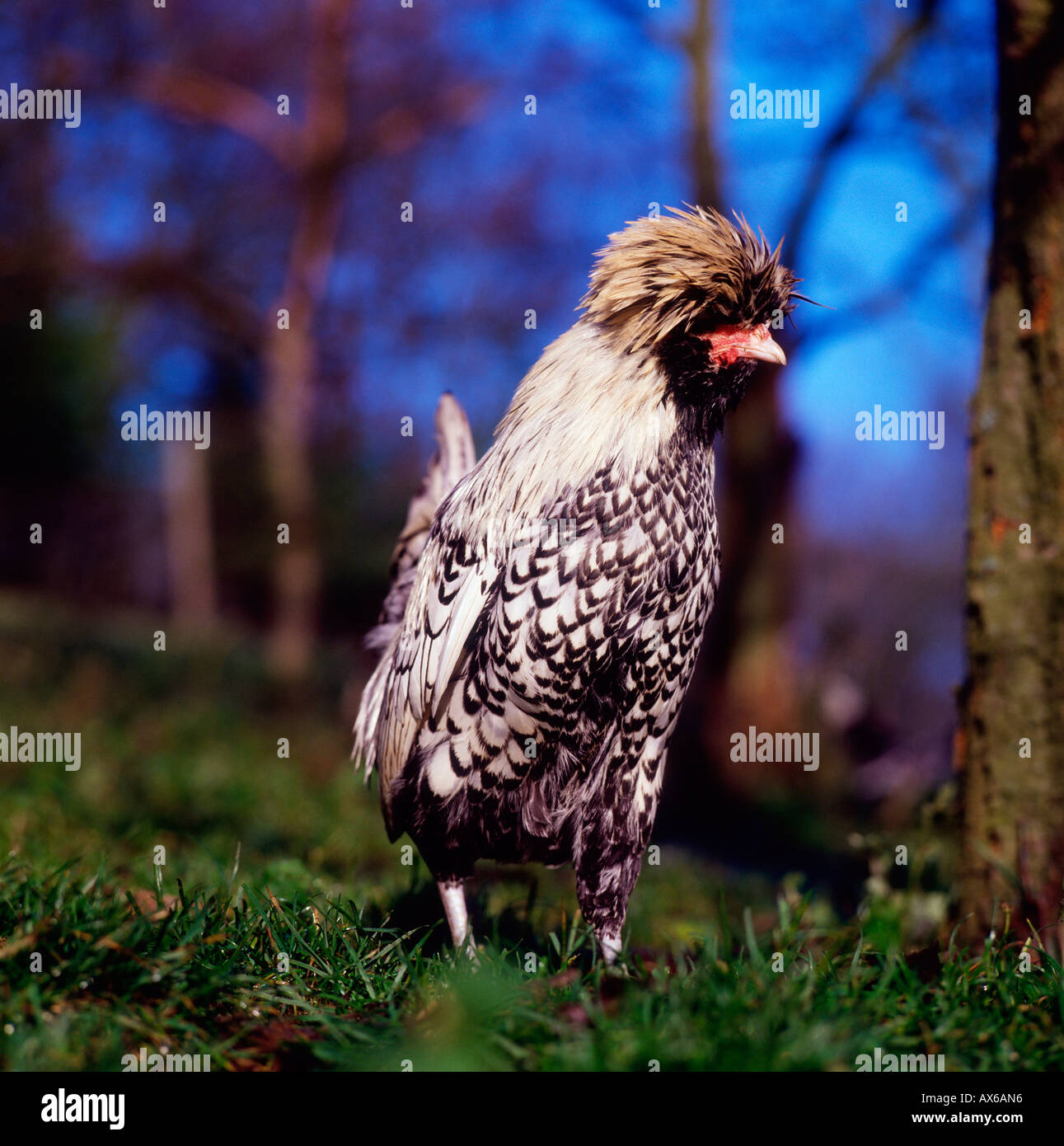 Domestic Fowl / Chicken Stock Photo - Alamy