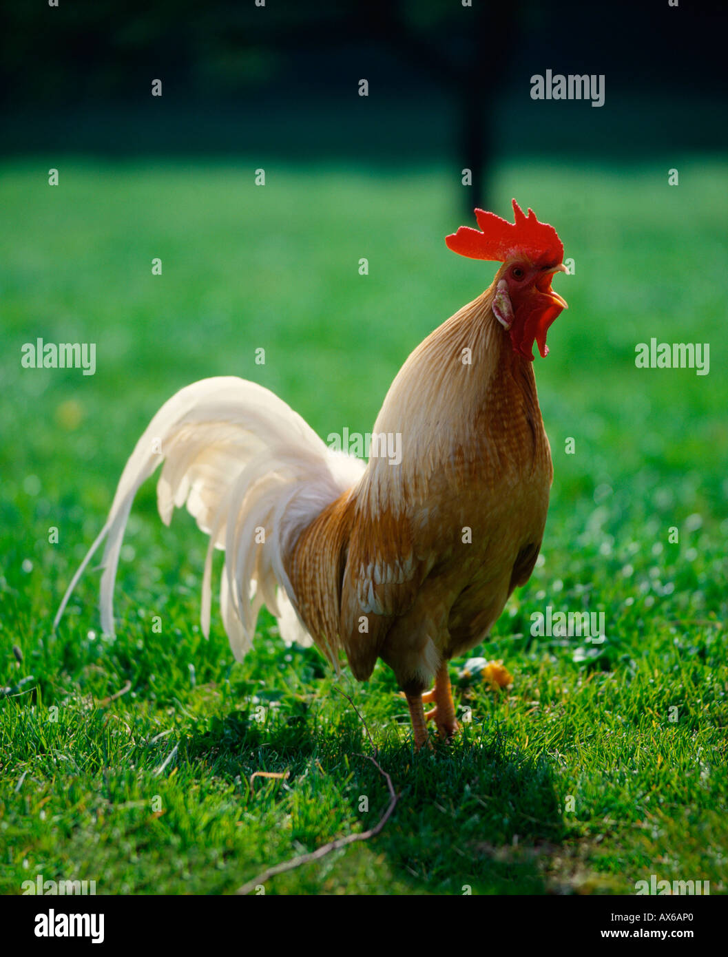 Domestic Fowl / Chicken Stock Photo - Alamy