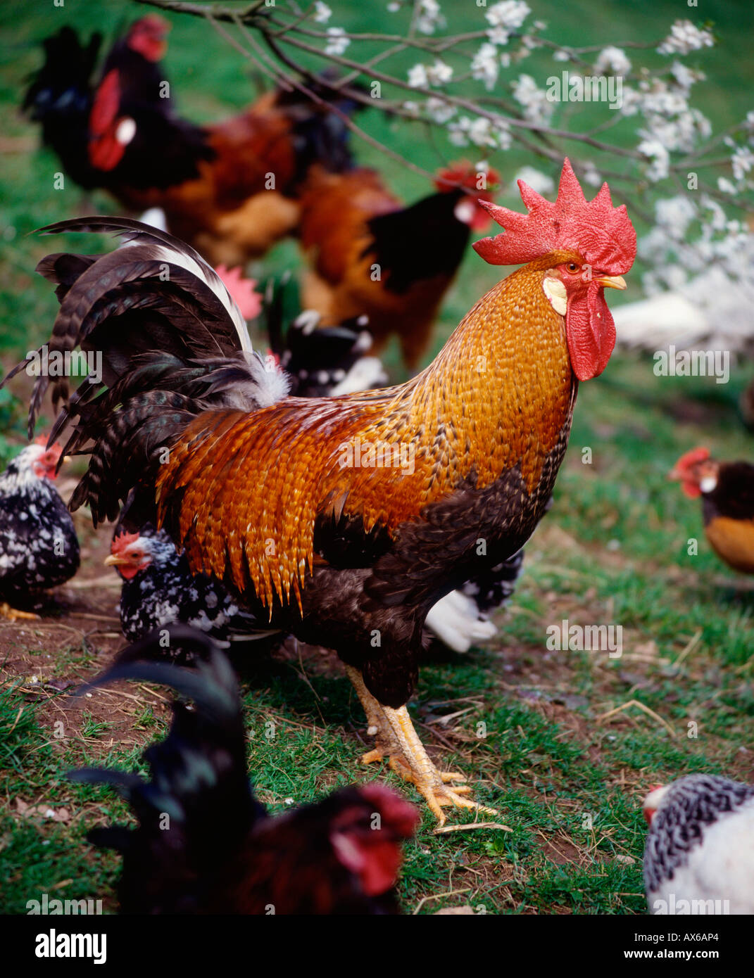 Domestic Fowl / Chicken Stock Photo - Alamy