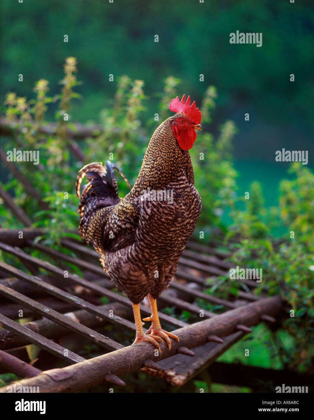 Domestic Fowl / Chicken Stock Photo - Alamy