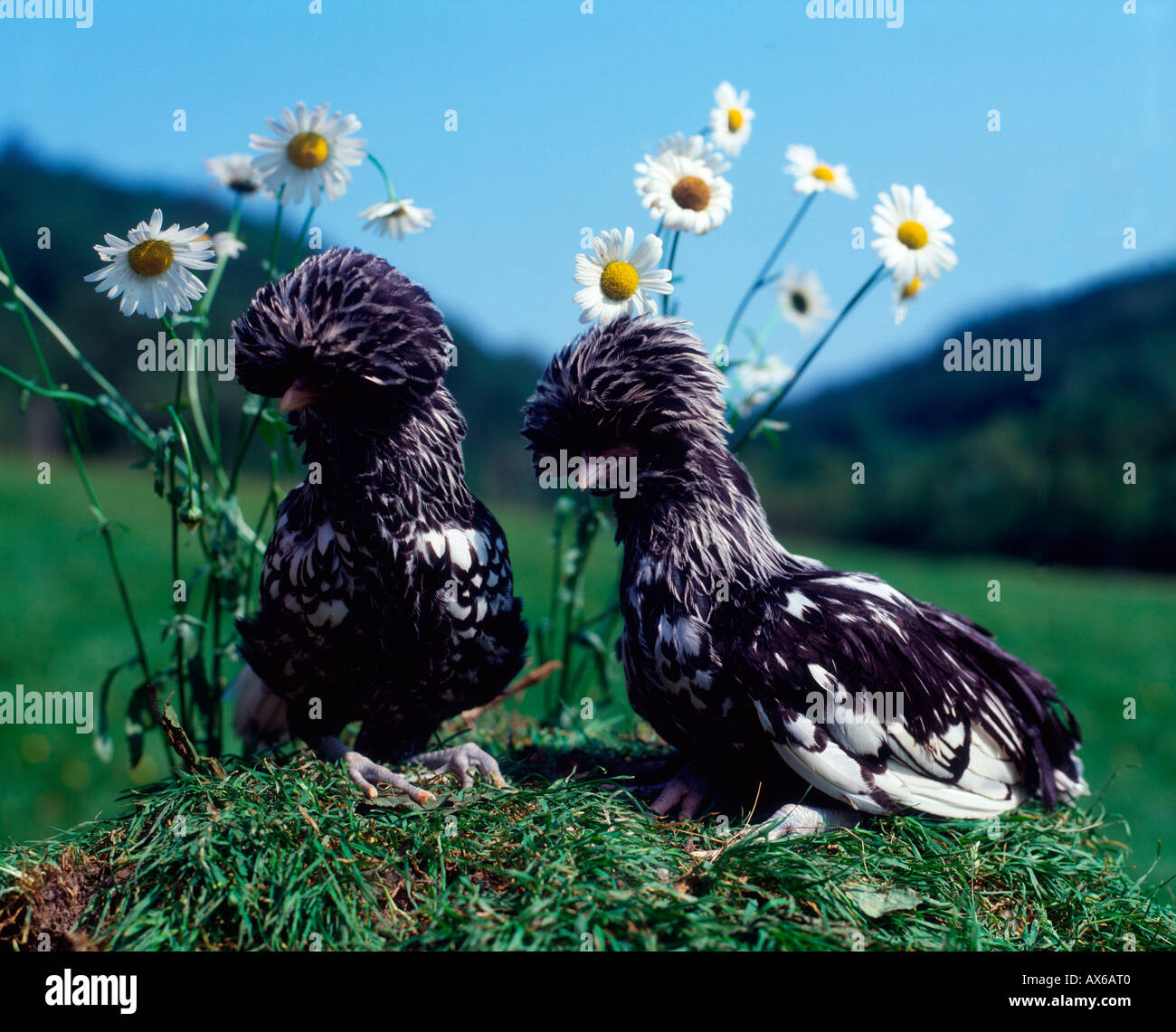 Domestic Fowl / Chicken Stock Photo - Alamy