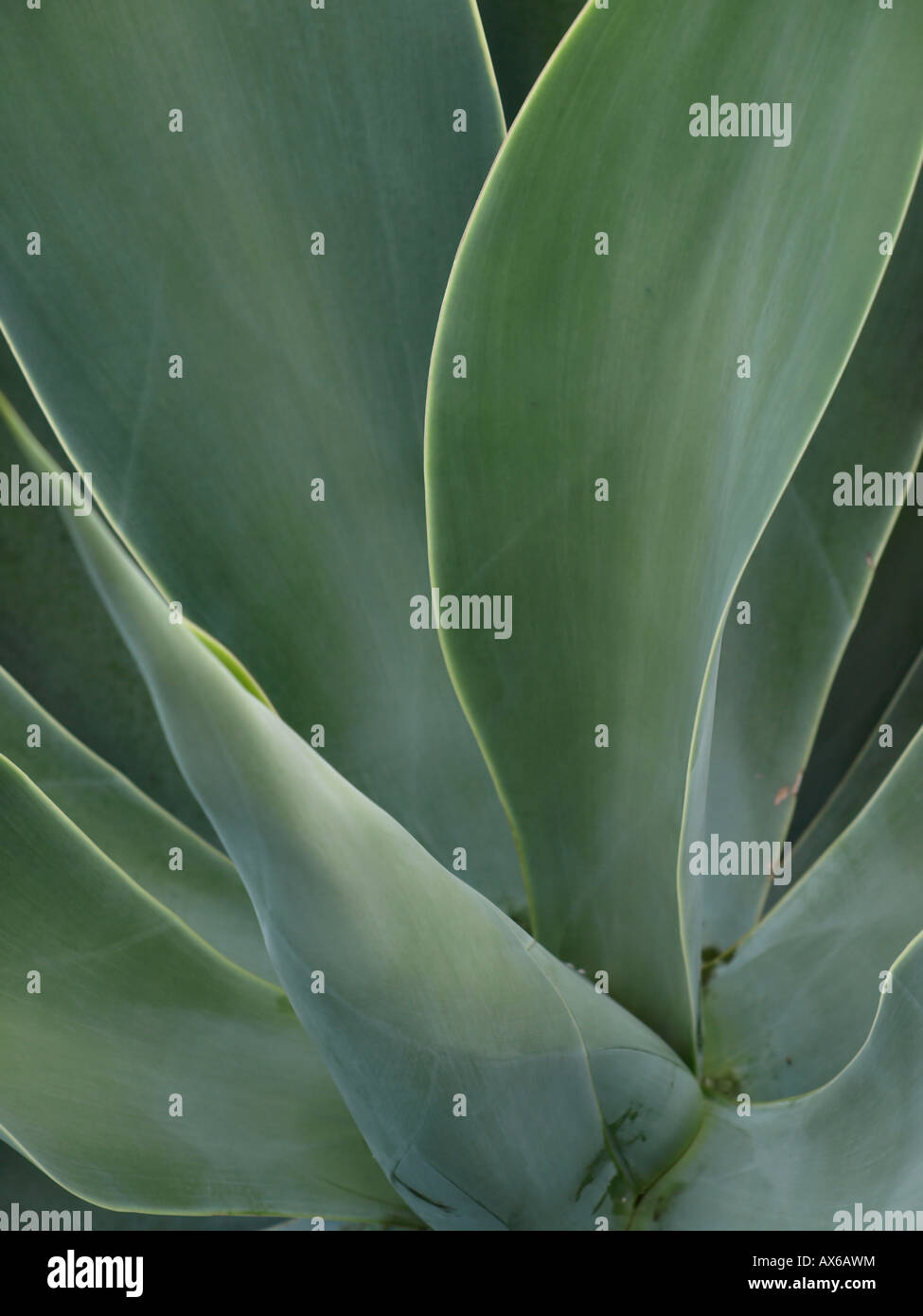 Green agave plant hawaii hi-res stock photography and images - Alamy