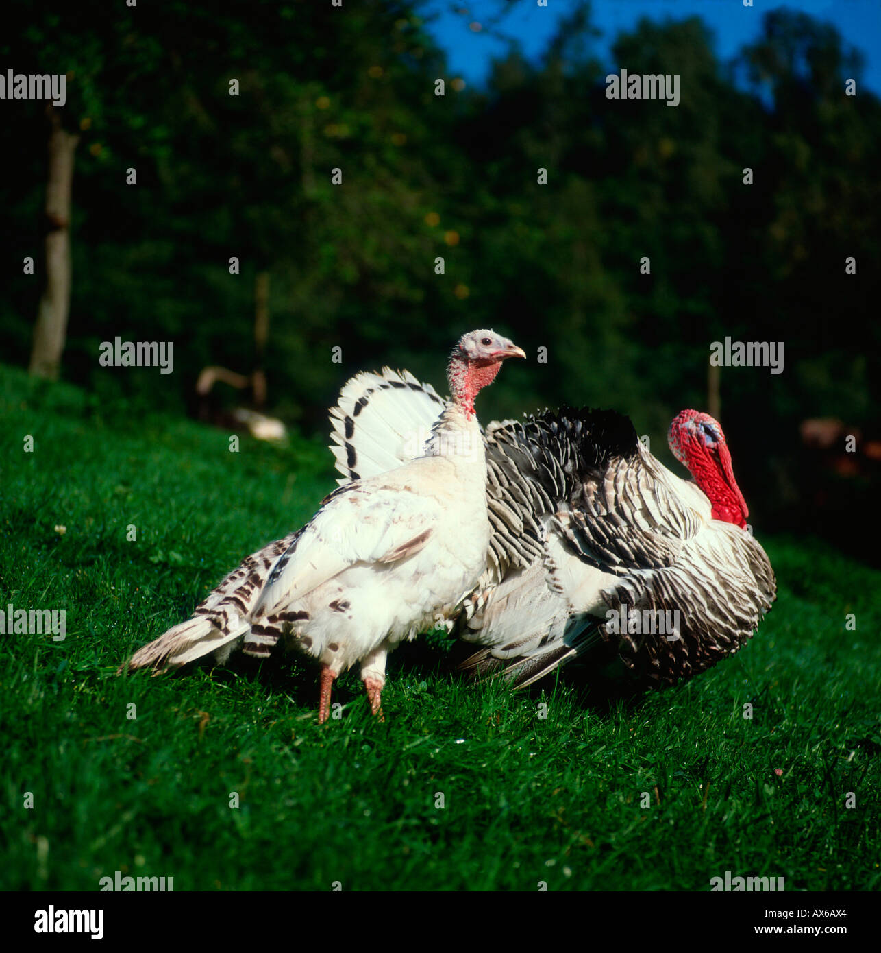 Two turkey birds hi-res stock photography and images - Alamy