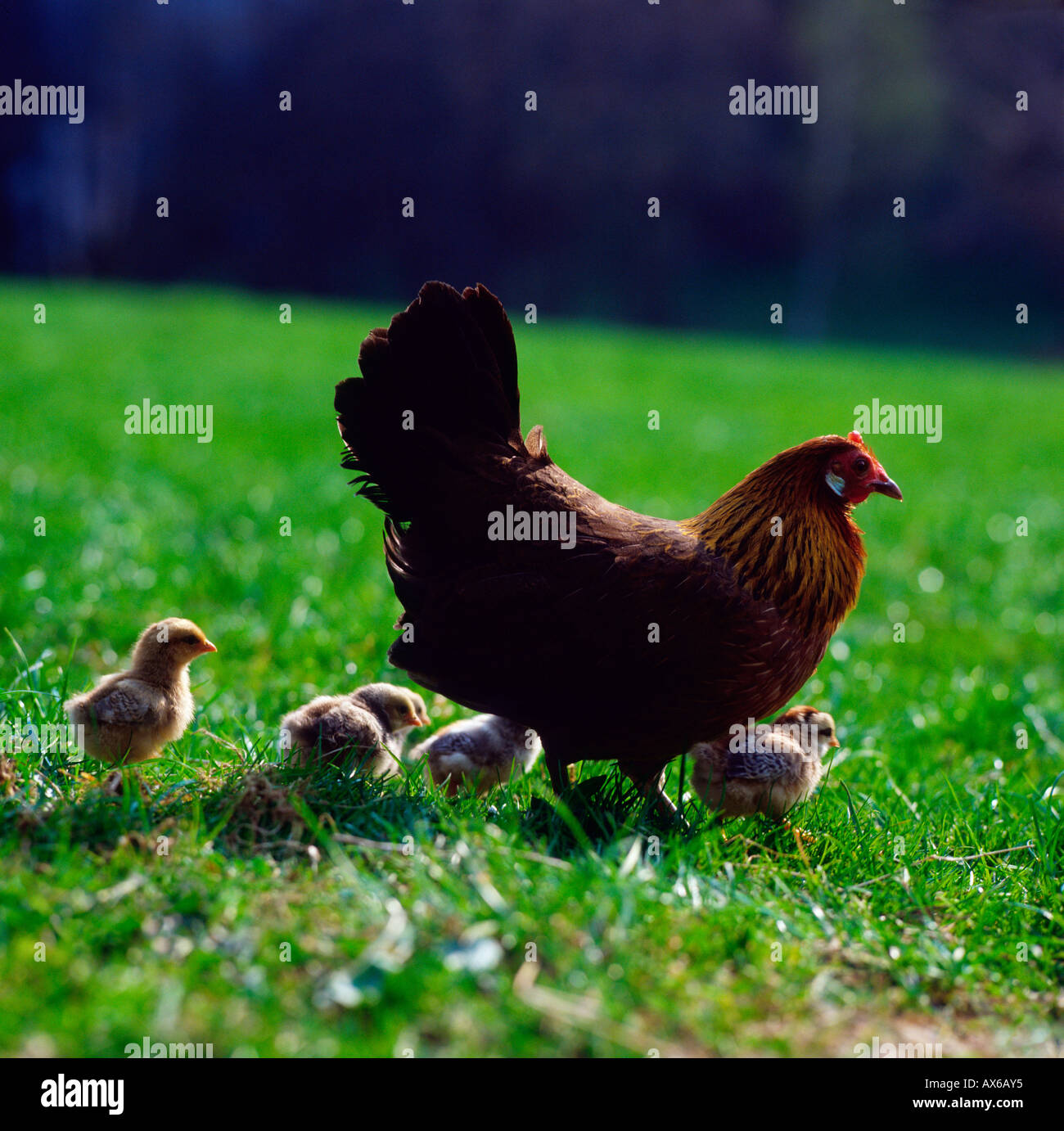 Domestic birds family hi-res stock photography and images - Alamy