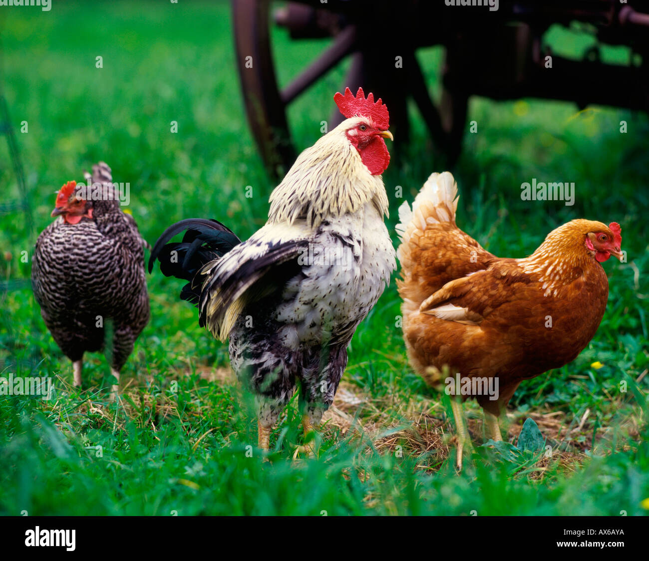 Domestic Fowl Stock Photo - Alamy