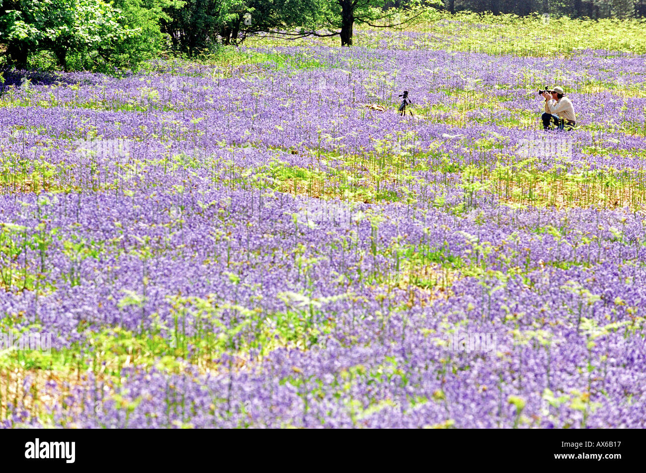 A photographer in a field of Bluebells Stock Photo - Alamy