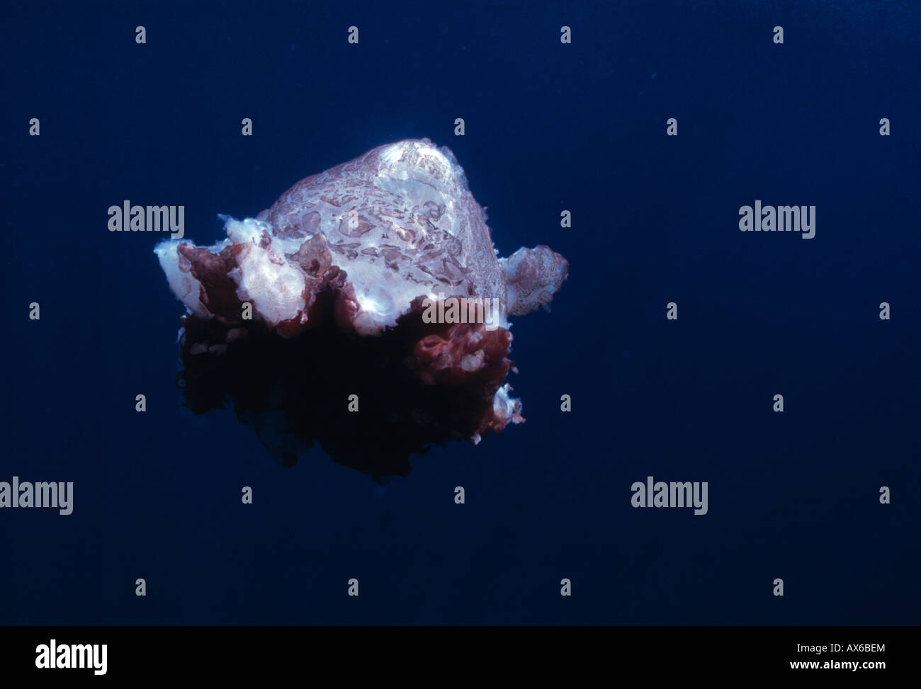 Sperm whale giant squid hi-res stock photography and images - Alamy