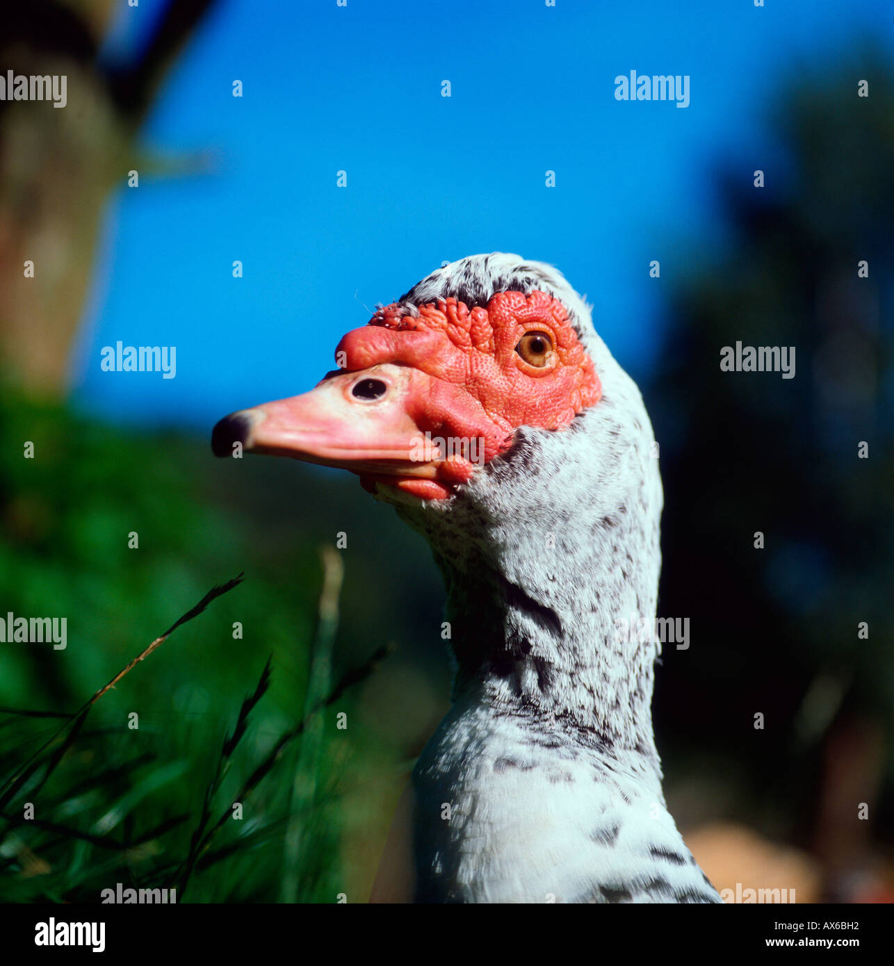 Moscovy ducks hi-res stock photography and images - Alamy