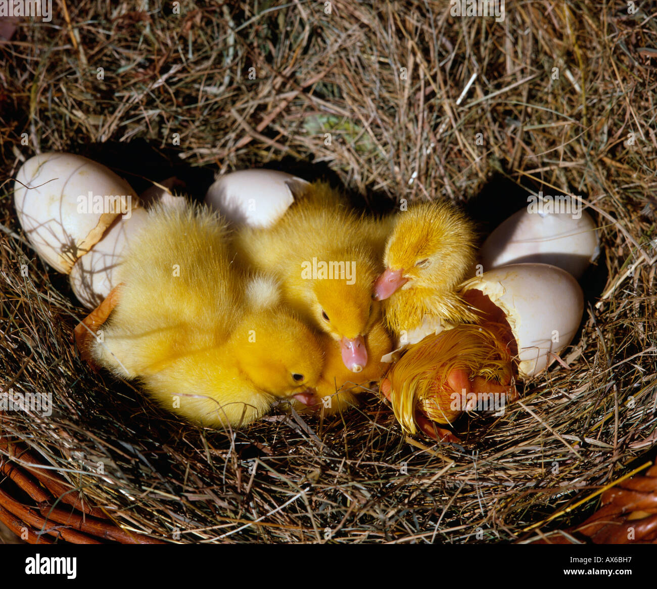Moscovy Duck Stock Photo - Alamy
