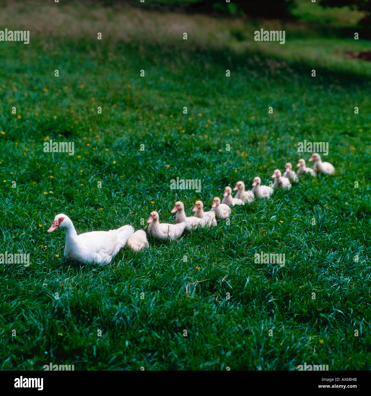 Moscovy ducks hi-res stock photography and images - Alamy