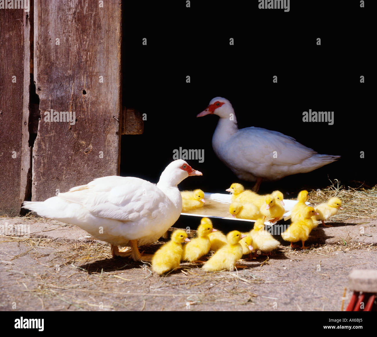 Moscovy ducks hi-res stock photography and images - Alamy