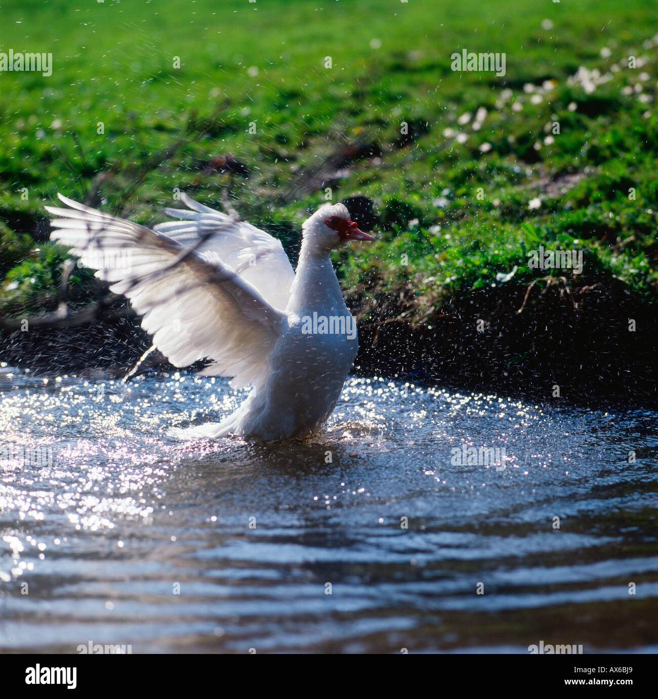 Moscovy ducks hi-res stock photography and images - Alamy