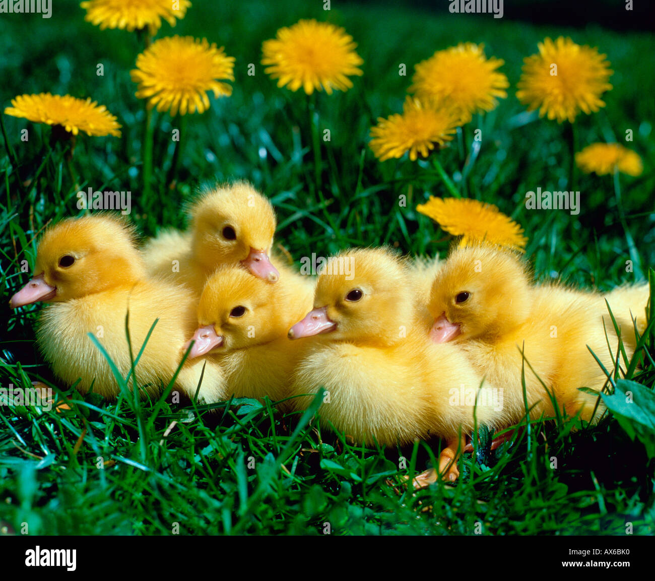 Moscovy ducks hi-res stock photography and images - Alamy