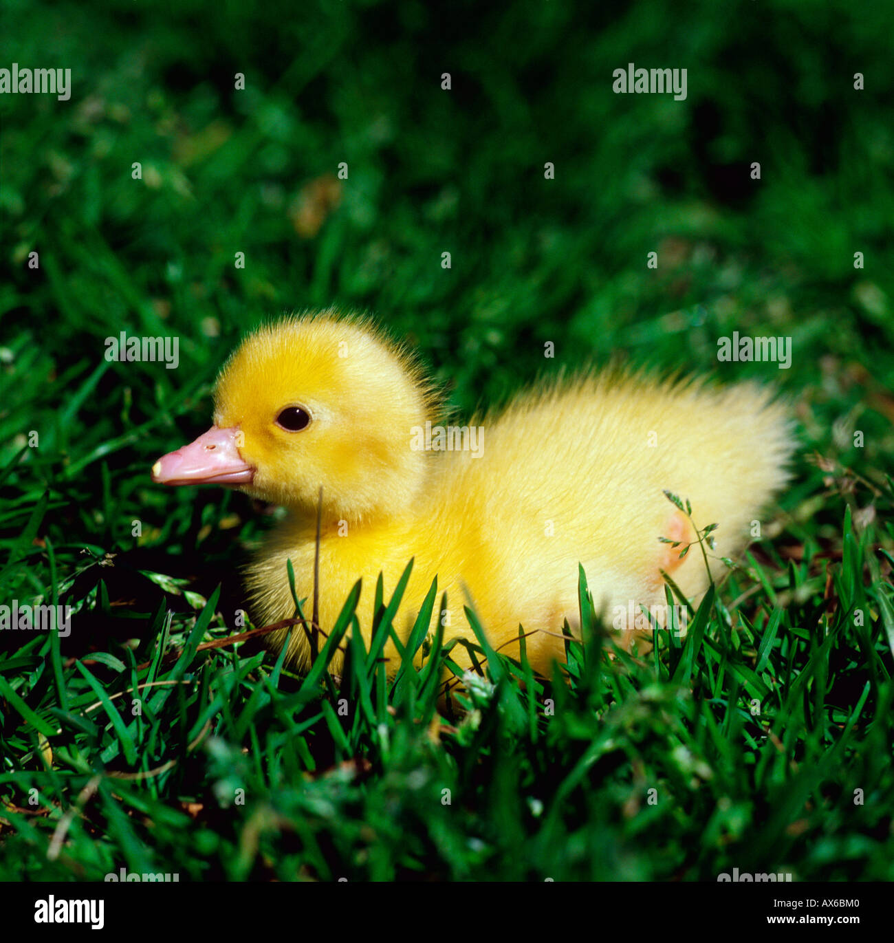 Moscovy ducks hi-res stock photography and images - Alamy